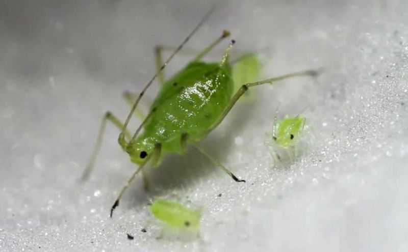 Anti luizen tips - Tuincentrum Osdorp