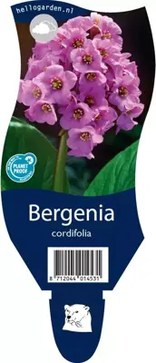 Bergenia cordifolia (Schoenlappersplant) kopen? - tuincentrum Osdorp :)