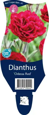 Dianthus 'Odessa Red' (Anjer) kopen? - tuincentrum Osdorp :)