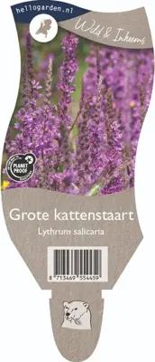 Lythrum salicaria (Grote kattenstaart) kopen? - tuincentrum Osdorp :)