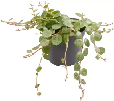 Peperomia prostata (Zwanenkruid) 10cm kopen? - tuincentrum Osdorp :)