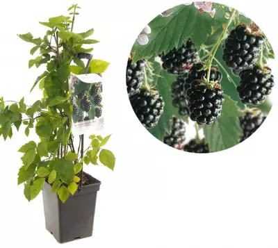 Rubus fruticosus 'Black Satin' (Braam) fruitplant 65cm kopen ...