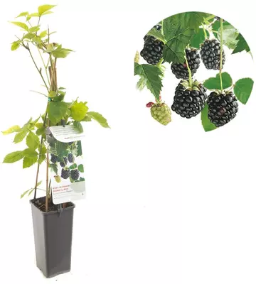 Rubus fruticosus 'Navaho' (Braam) fruitplant 60cm kopen? - tuincentrum ...