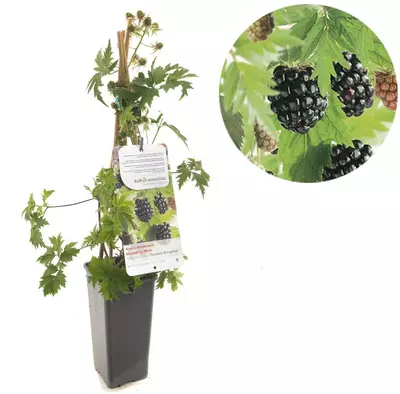 Rubus fruticosus 'Thornless Evergreen' (Braam) fruitplant 60cm kopen ...