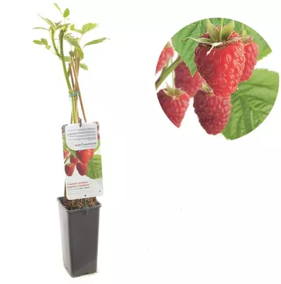Rubus idaeus 'Glen Ample' (Framboos) fruitplant 60cm kopen ...