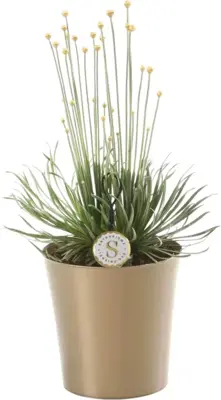 Syngonanthus chrysanthus 'Mikado' 25cm kopen? - tuincentrum Osdorp :)