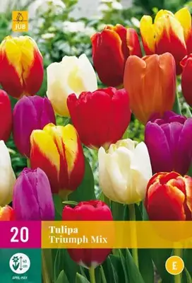 Tulipa Triumph mix 20 tulpenbollen kopen? - tuincentrum Osdorp :)