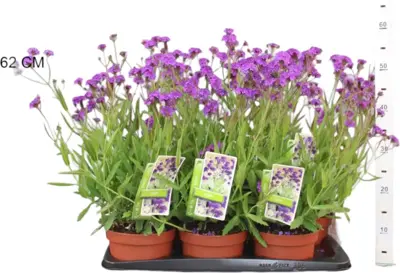 Verbena rigida (Ijzerhard) 55cm kopen? - tuincentrum Osdorp :)
